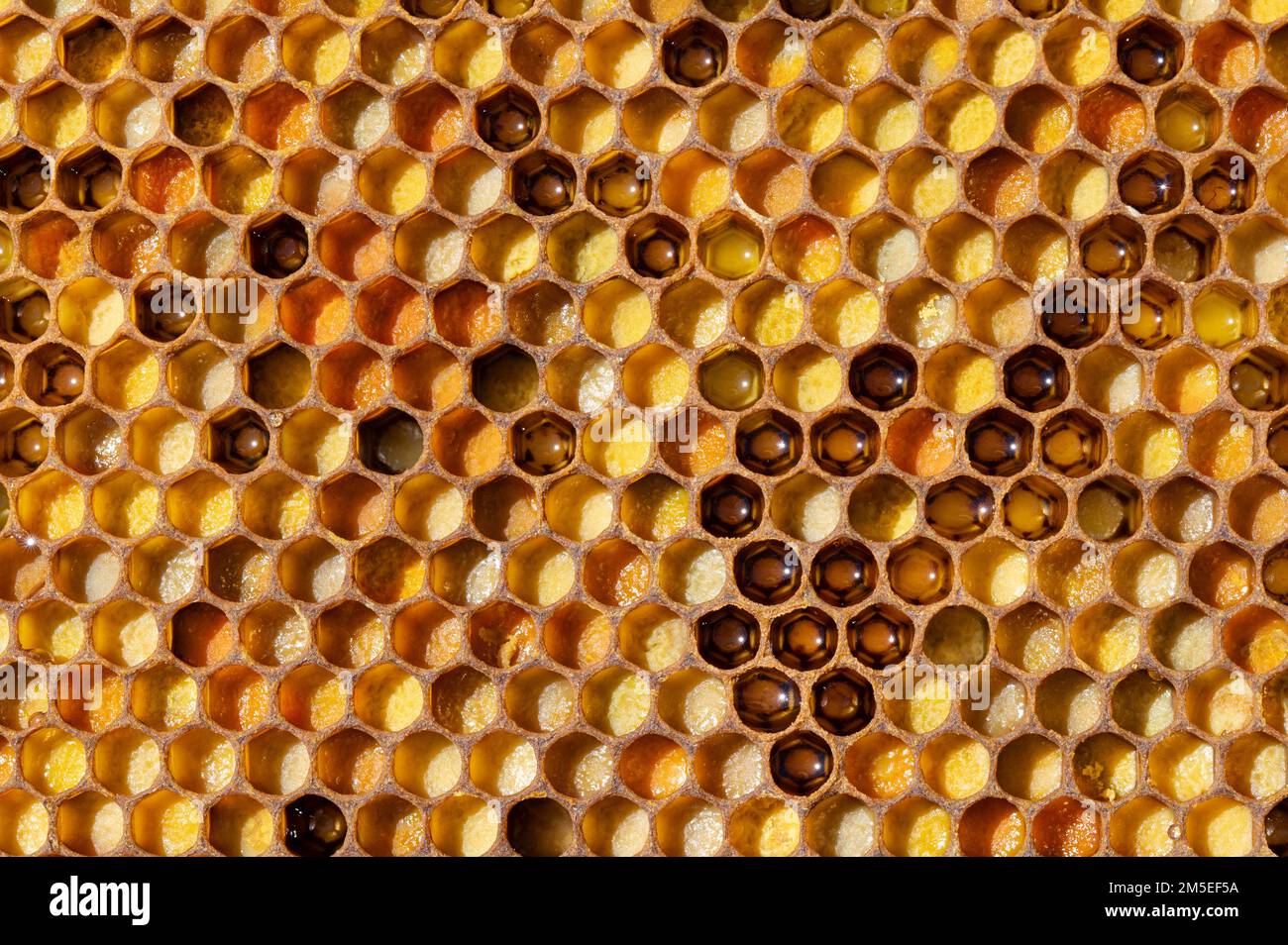 Frame of pollen and uncapped honey Stock Photo - Alamy