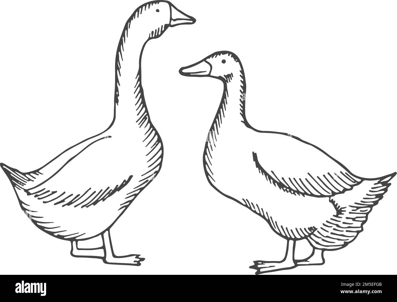 Geese sketch. Domestic birds. Farm poultry drawing Stock Vector Image ...