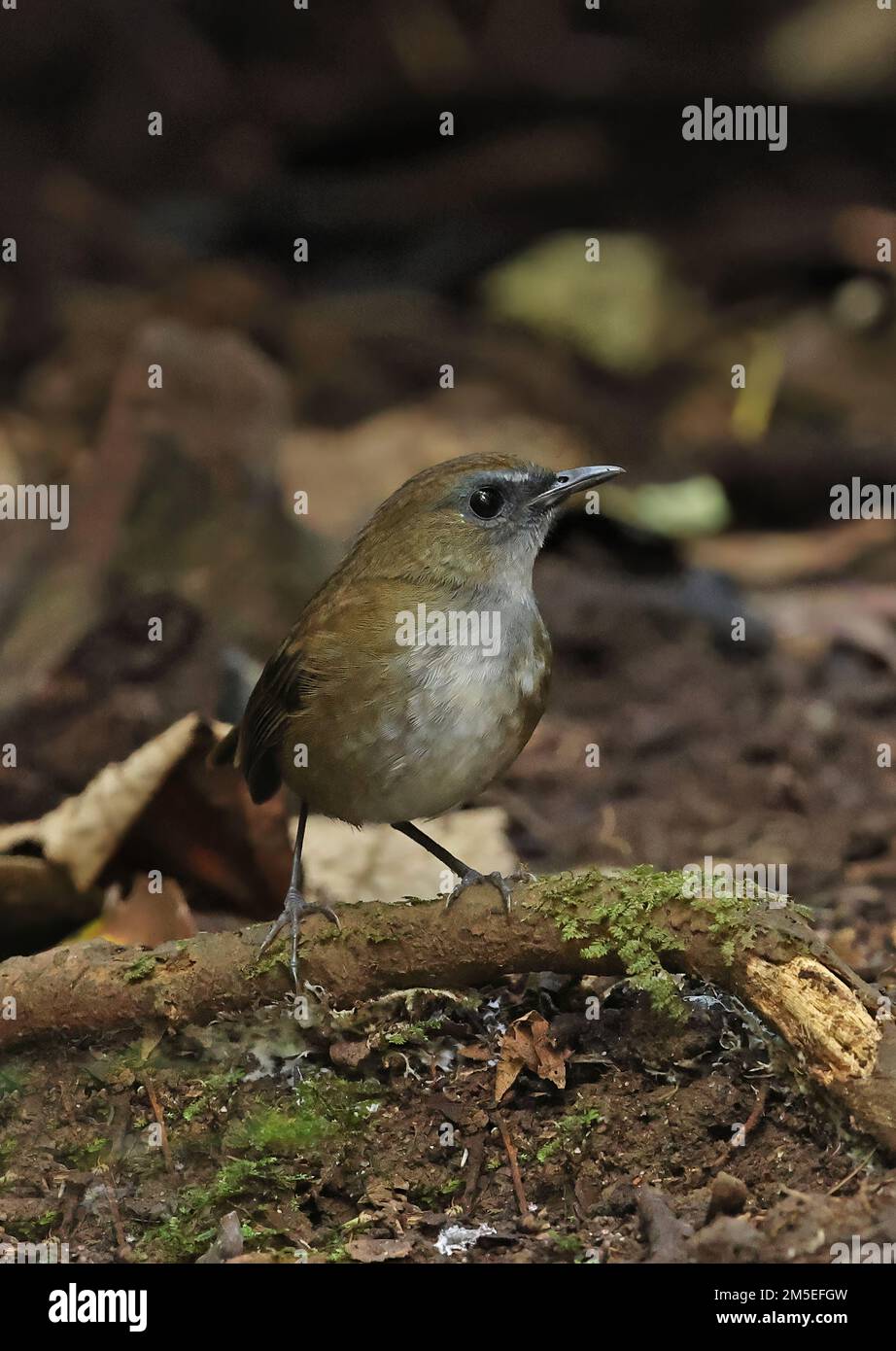 Lesser Shortwing (Brachypteryx leucophris langbianensis) adult standing ...