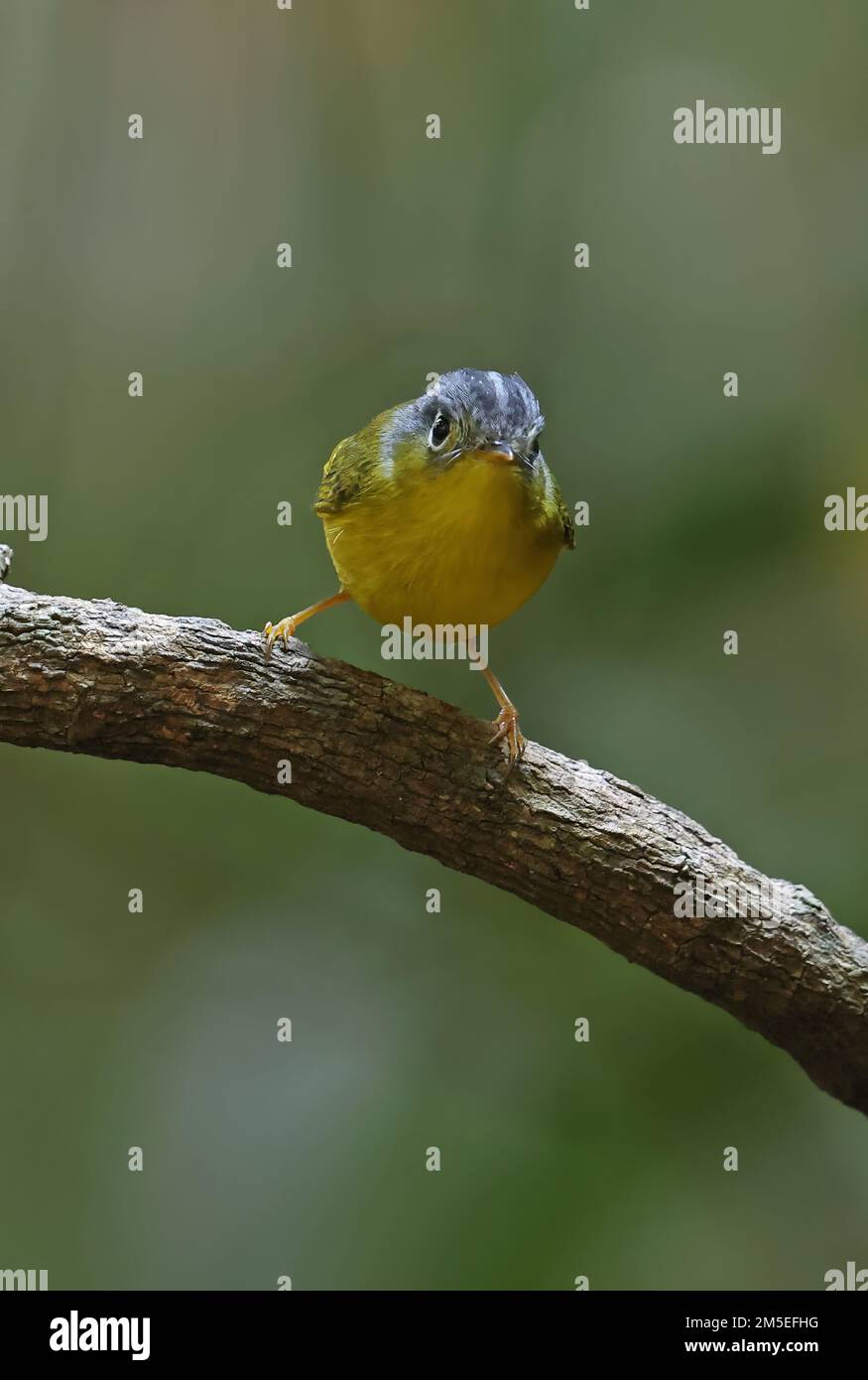 White-spectacled Warbler (Phylloscopus intermedius ocularis) adult ...