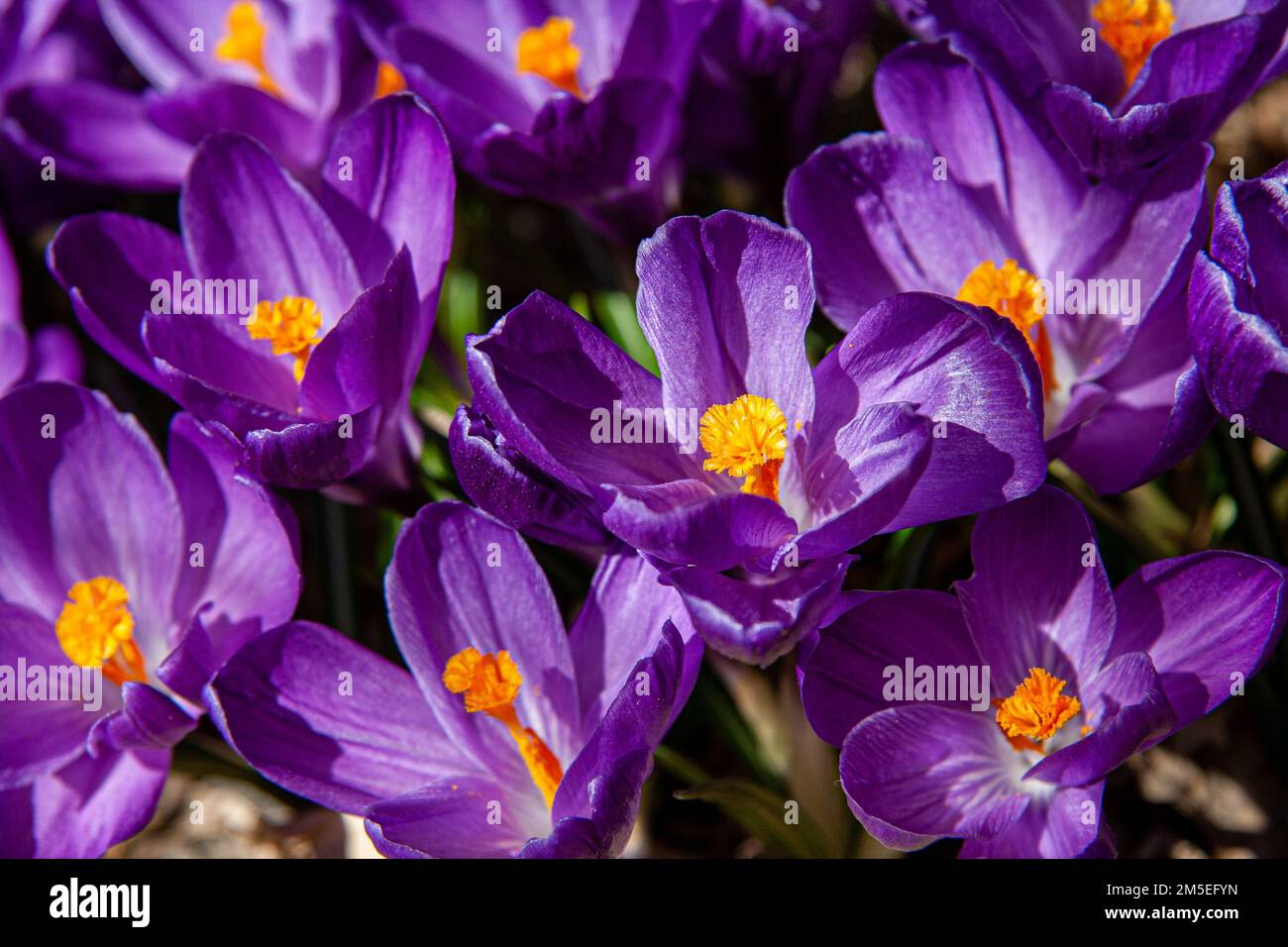 The high-angle macro view of Crocus vernus floral heads creates a ...