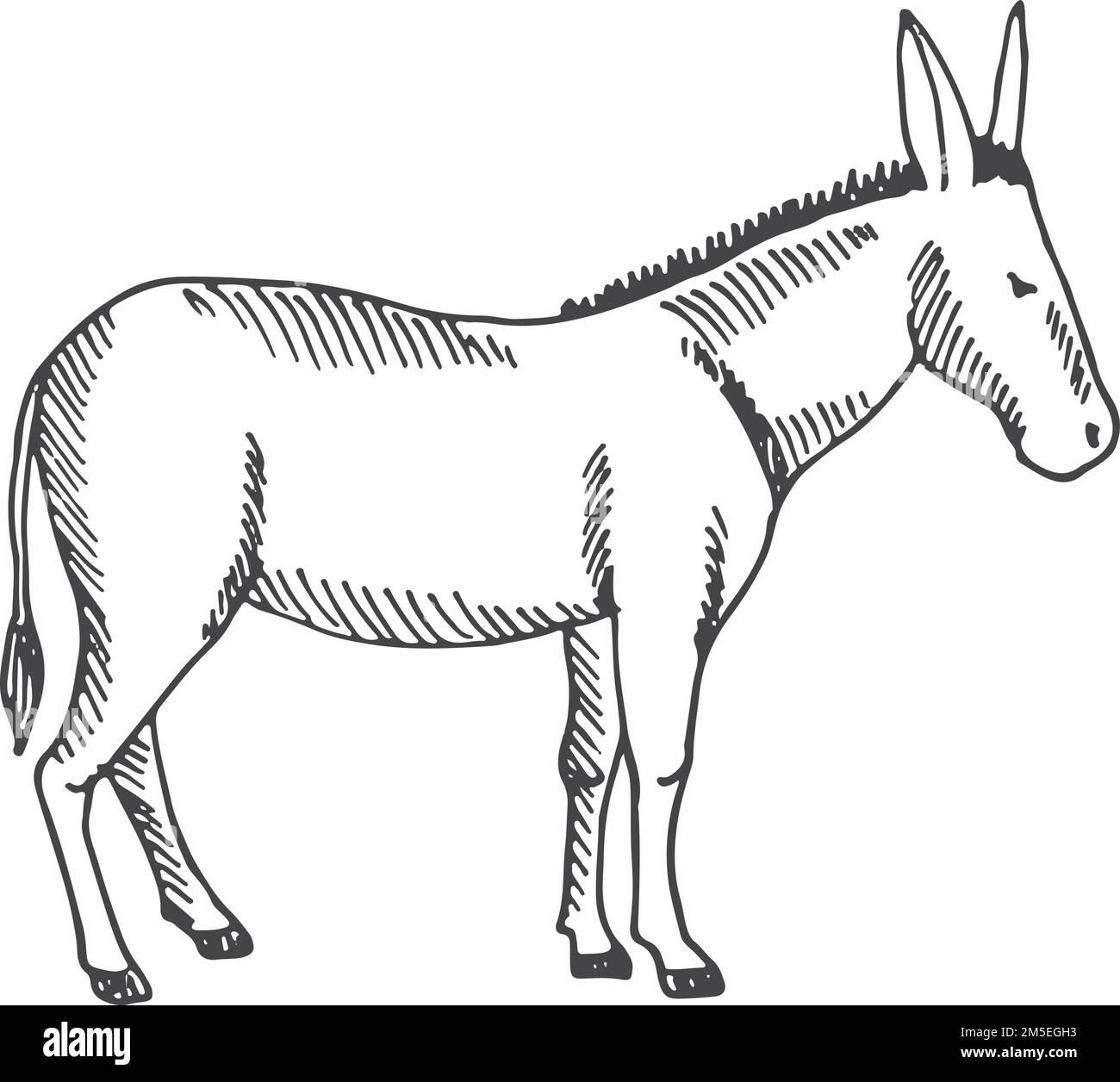 Donkey sketch. Farm animal. Hand drawn mammal Stock Vector Image & Art ...