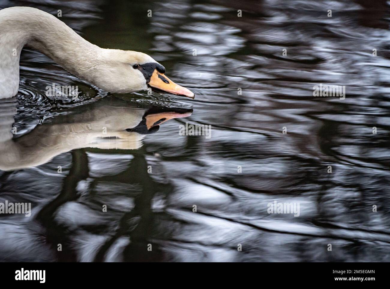 Bad Vilbel, Germany. 28th Dec, 2022. A swan glides with its neck just ...
