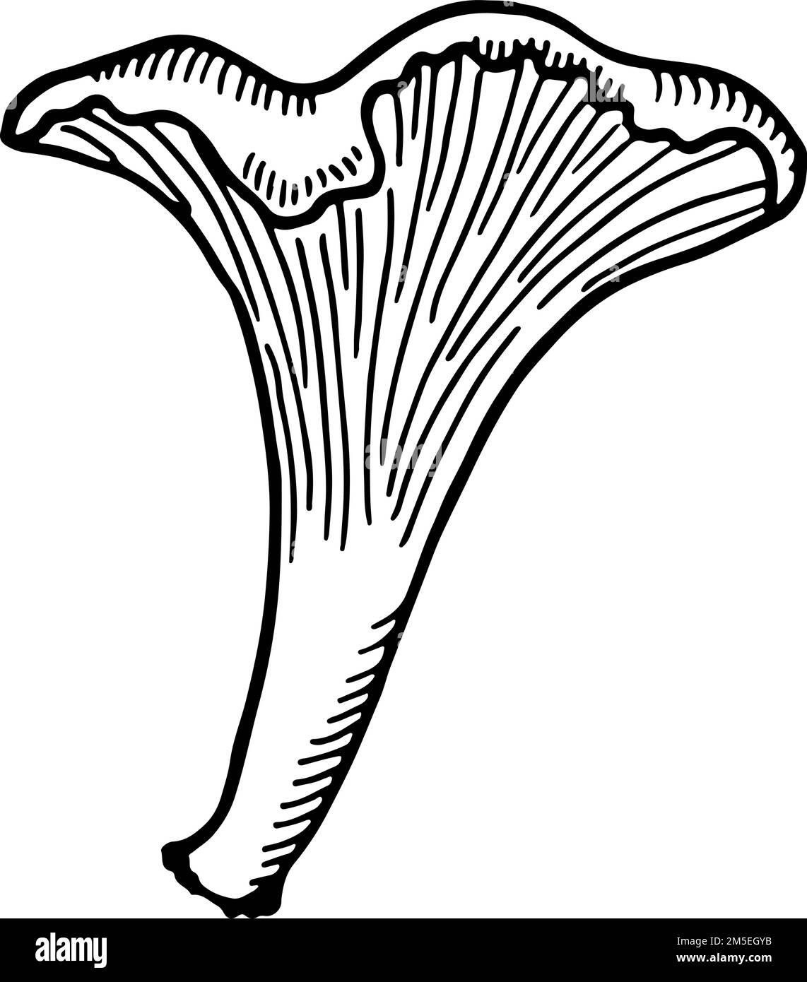 Ink cap fungus Cut Out Stock Images & Pictures - Alamy