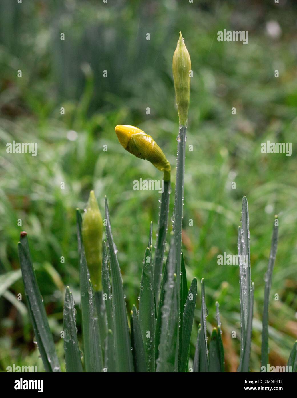 Daffodil buds shooting, soon to open. One of the first flowers to ...