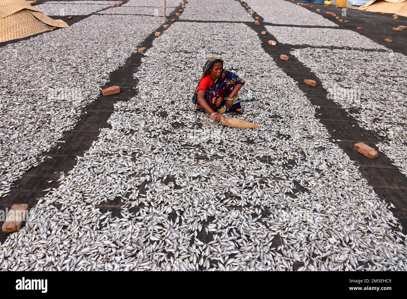 Bangladeshifish hi-res stock photography and images - Alamy