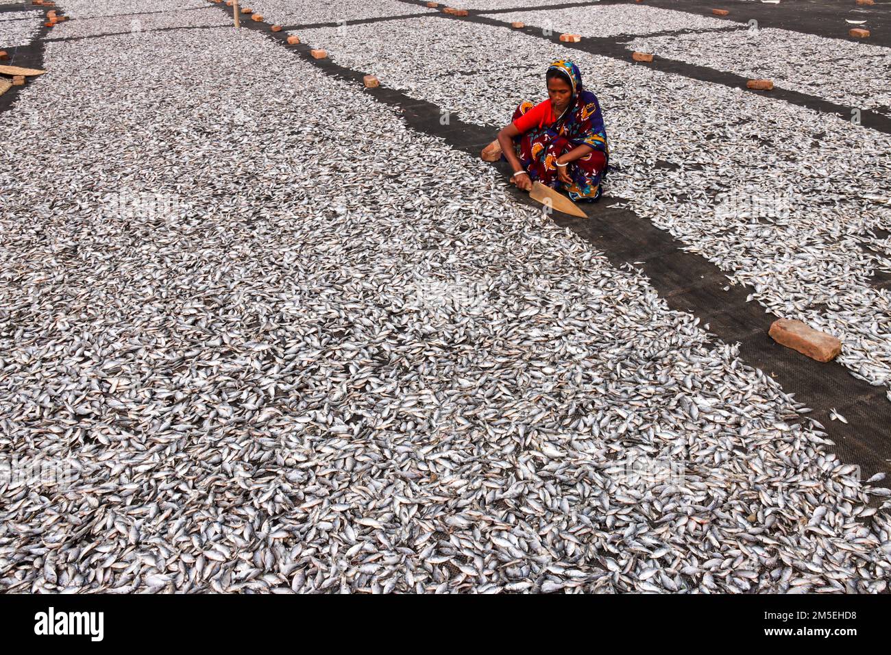 Bangladeshifish hi-res stock photography and images - Alamy
