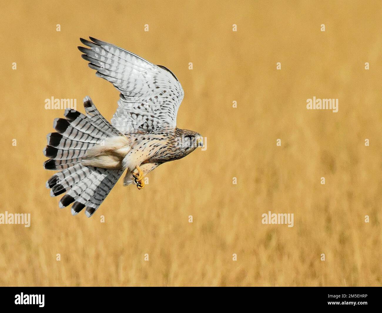 Common kestrel in Flight Stock Photo - Alamy