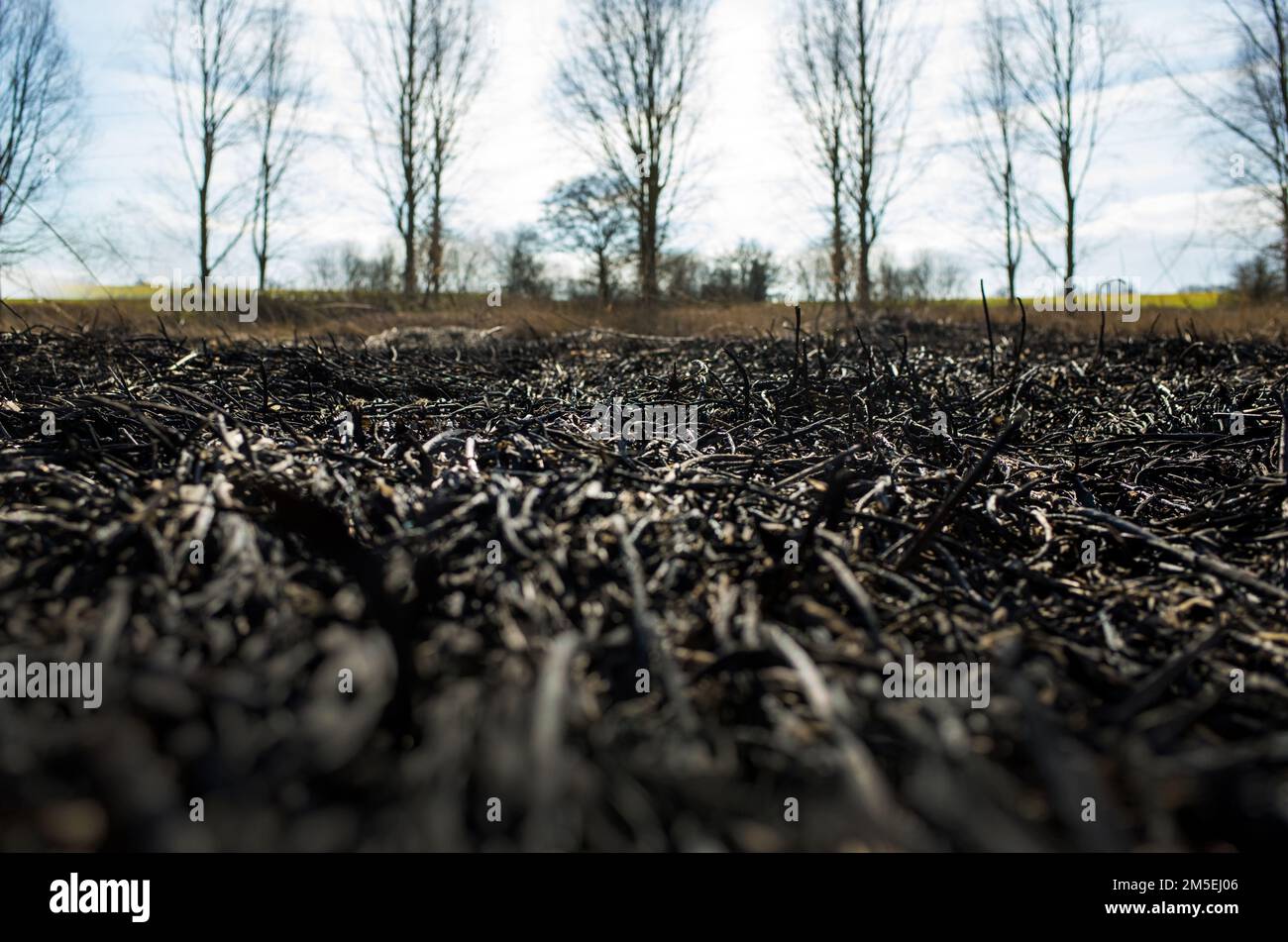 Fire damage to woodland and tree bark near Hersden in Kent England UK ...
