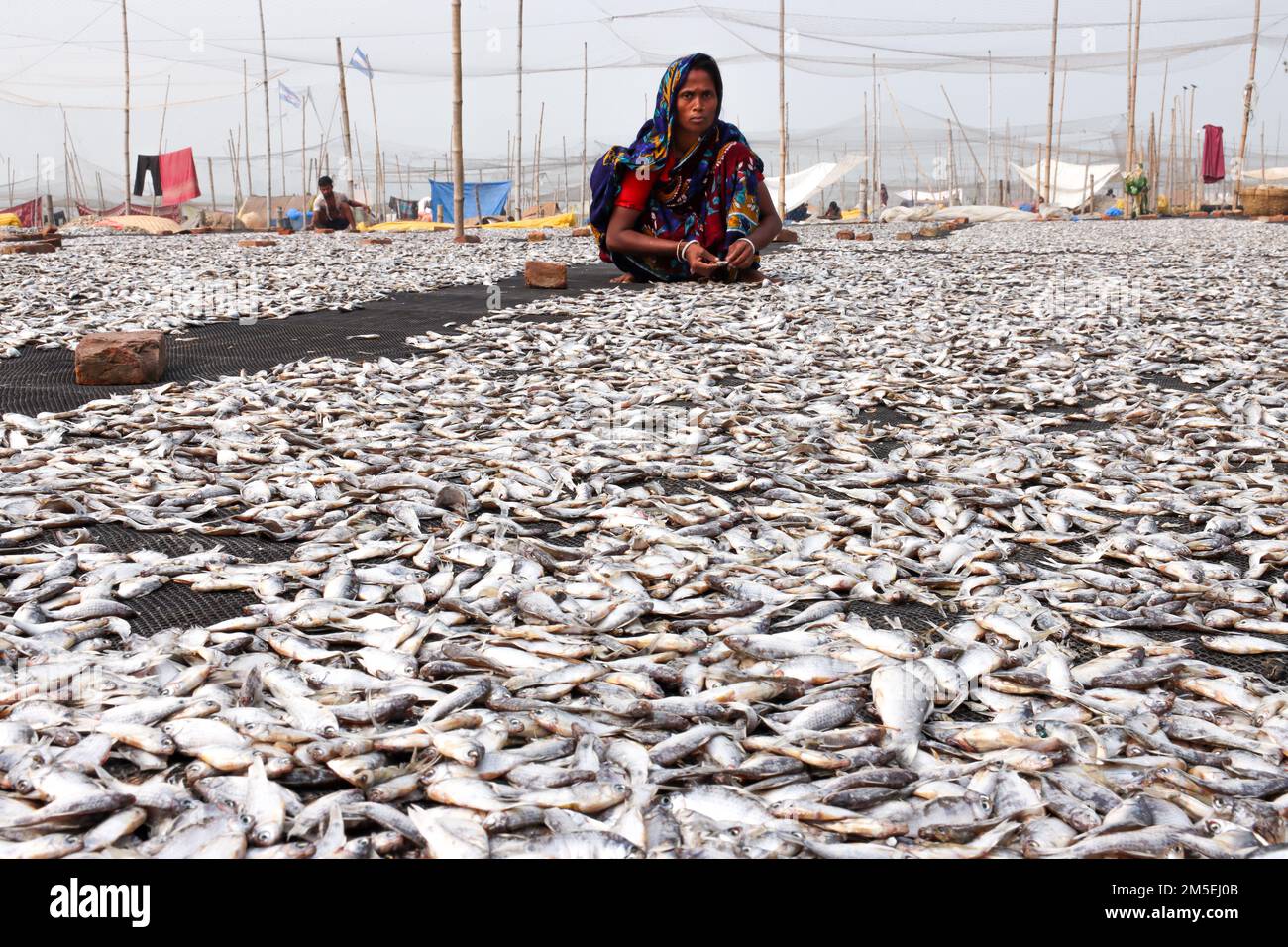 Bangladeshifish hi-res stock photography and images - Alamy