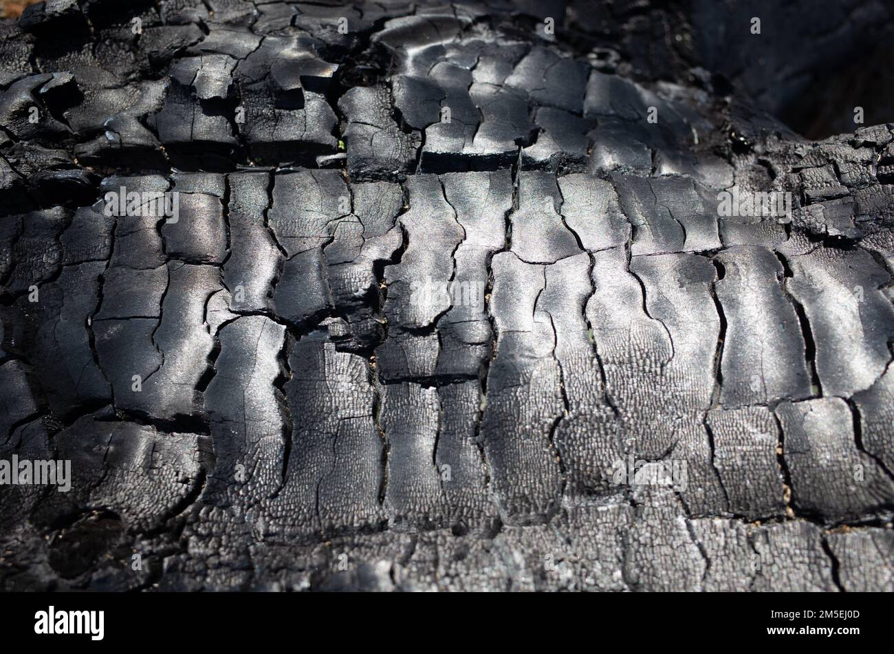 Fire damage to woodland and tree bark near Hersden in Kent England UK ...