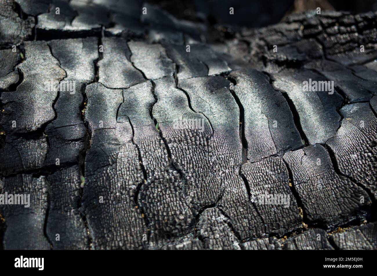 Fire damage to woodland and tree bark near Hersden in Kent England UK ...