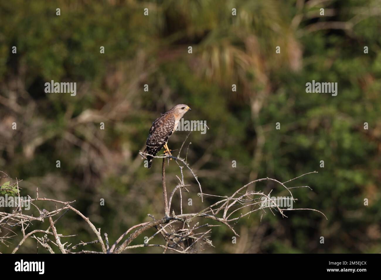 Red-shouldered hawk Myakka River State Park Florida USA Stock Photo - Alamy