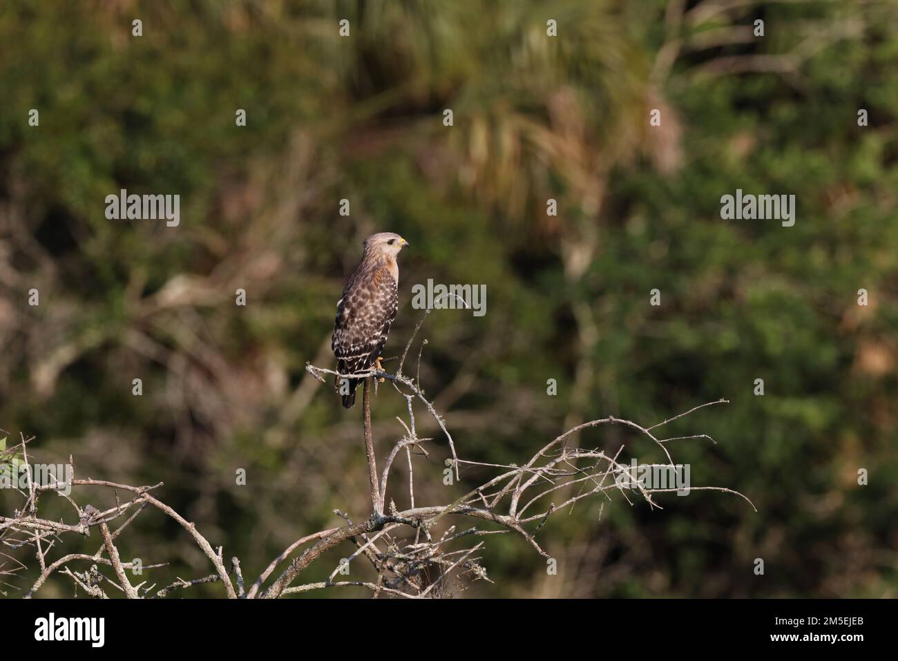 Red-shouldered hawk Myakka River State Park Florida USA Stock Photo - Alamy