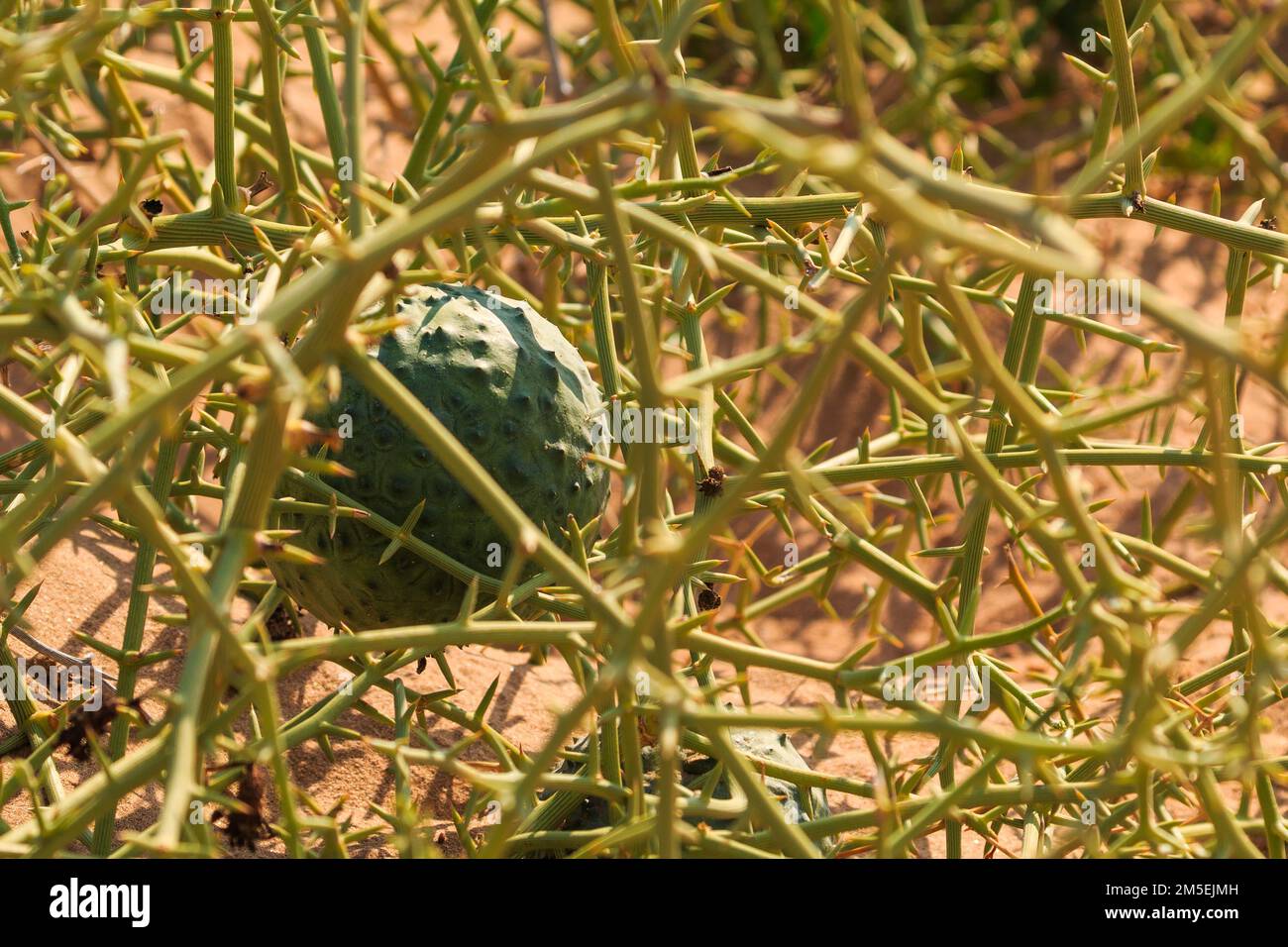 African horned cucumber, kiwano. an annual vine in the cucumber and ...