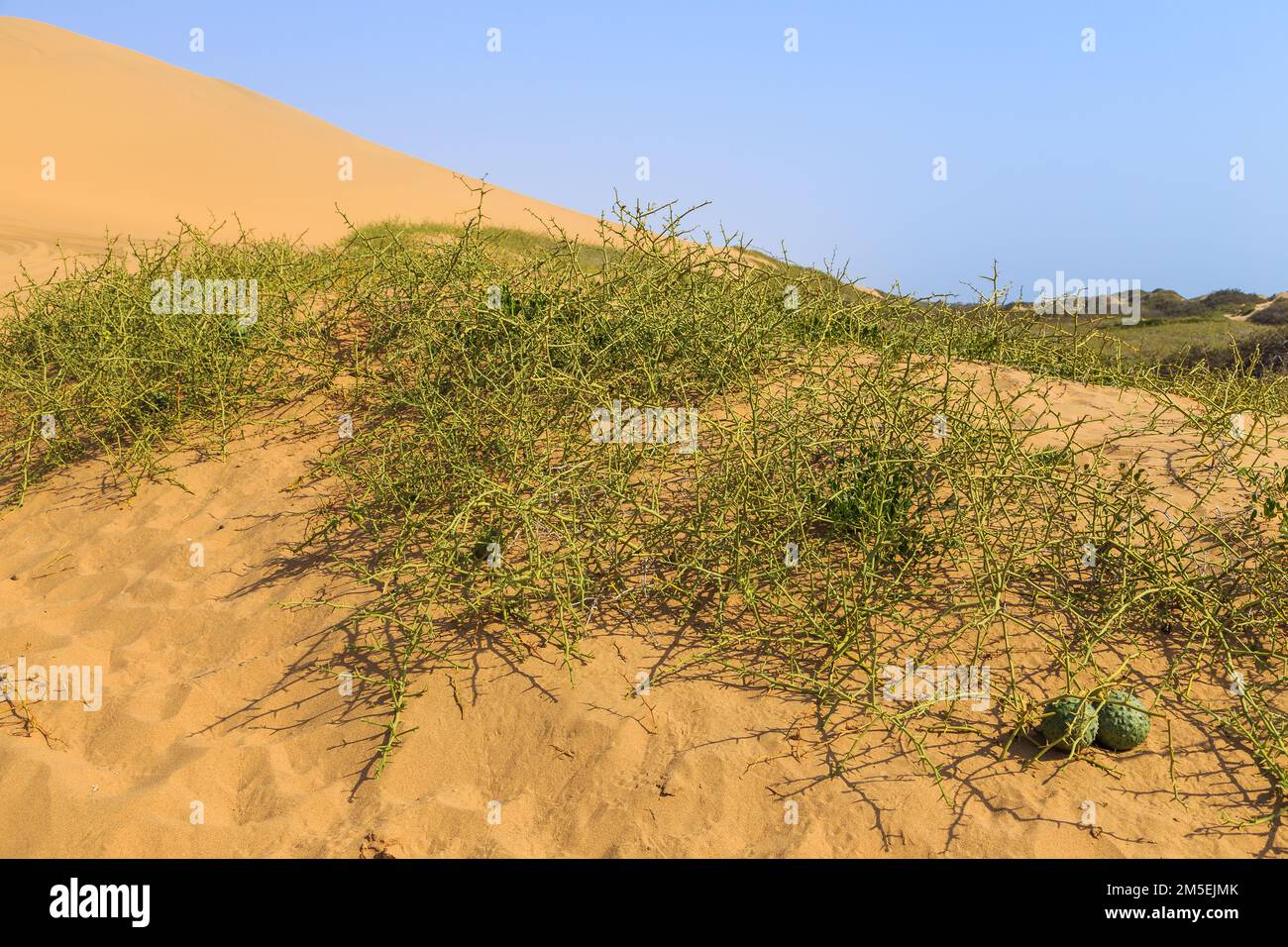 African horned cucumber, kiwano. an annual vine in the cucumber and ...
