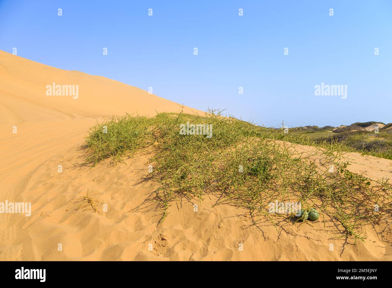 African horned cucumber, kiwano. an annual vine in the cucumber and ...