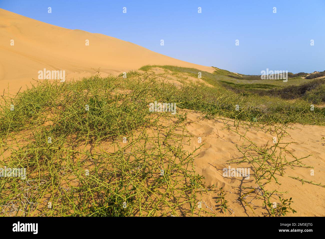 African horned cucumber, kiwano. an annual vine in the cucumber and ...