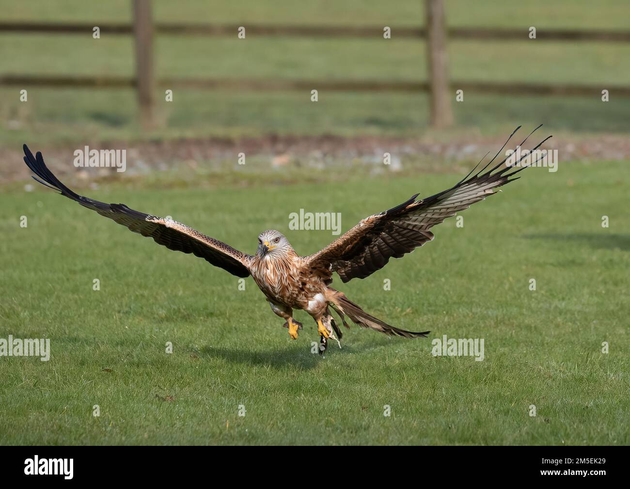 A spectacular Red Kite ( Milvus milvus ) in action . Grabbing some food ...