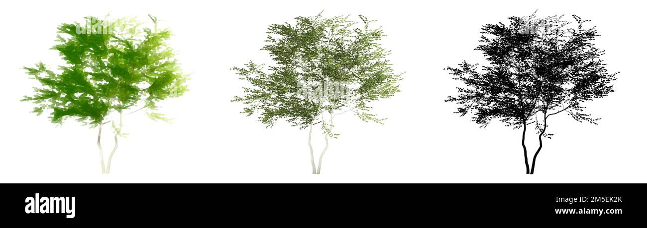 Set or collection of American Beech trees, painted, natural and as a ...