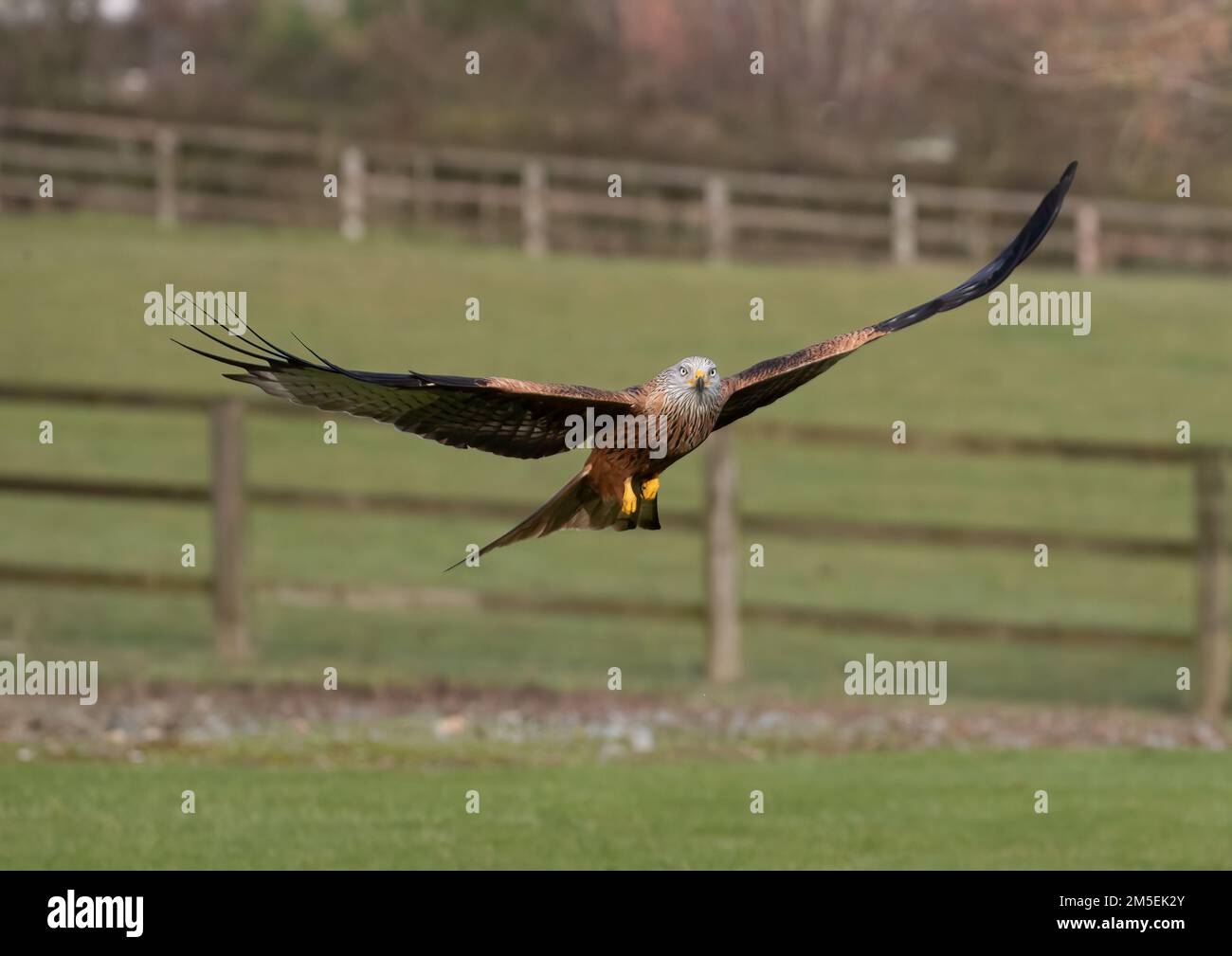 A spectacular Red Kite ( Milvus milvus ) in action . Heading straight ...
