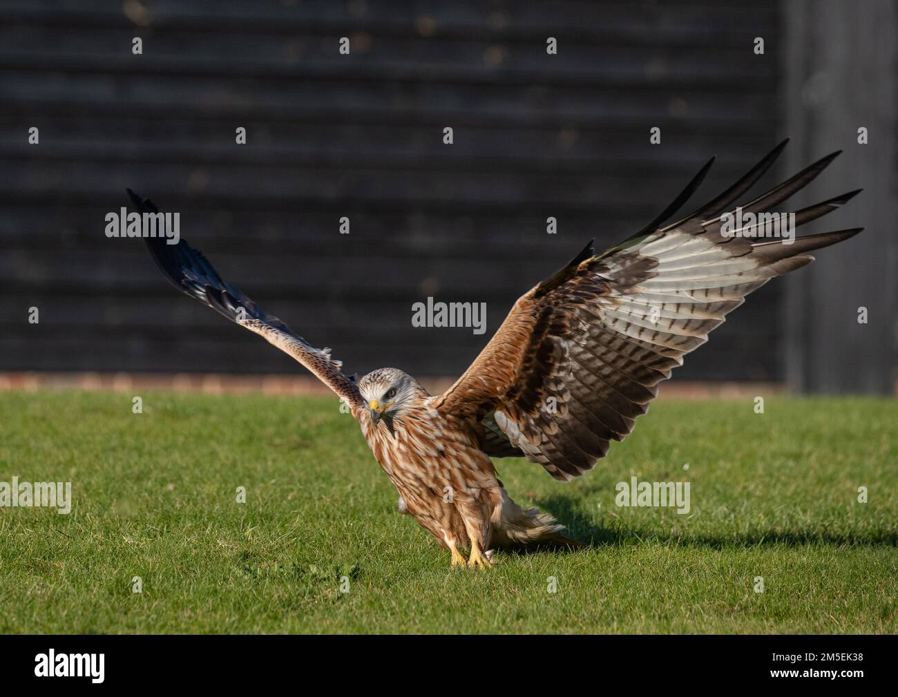 A intimate shot of a Red Kite ( Milvus milvus ) lifting off .Wings ...