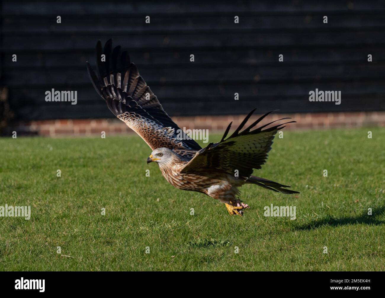 A intimate shot of a Red Kite ( Milvus milvus ) taking off .Wings ...
