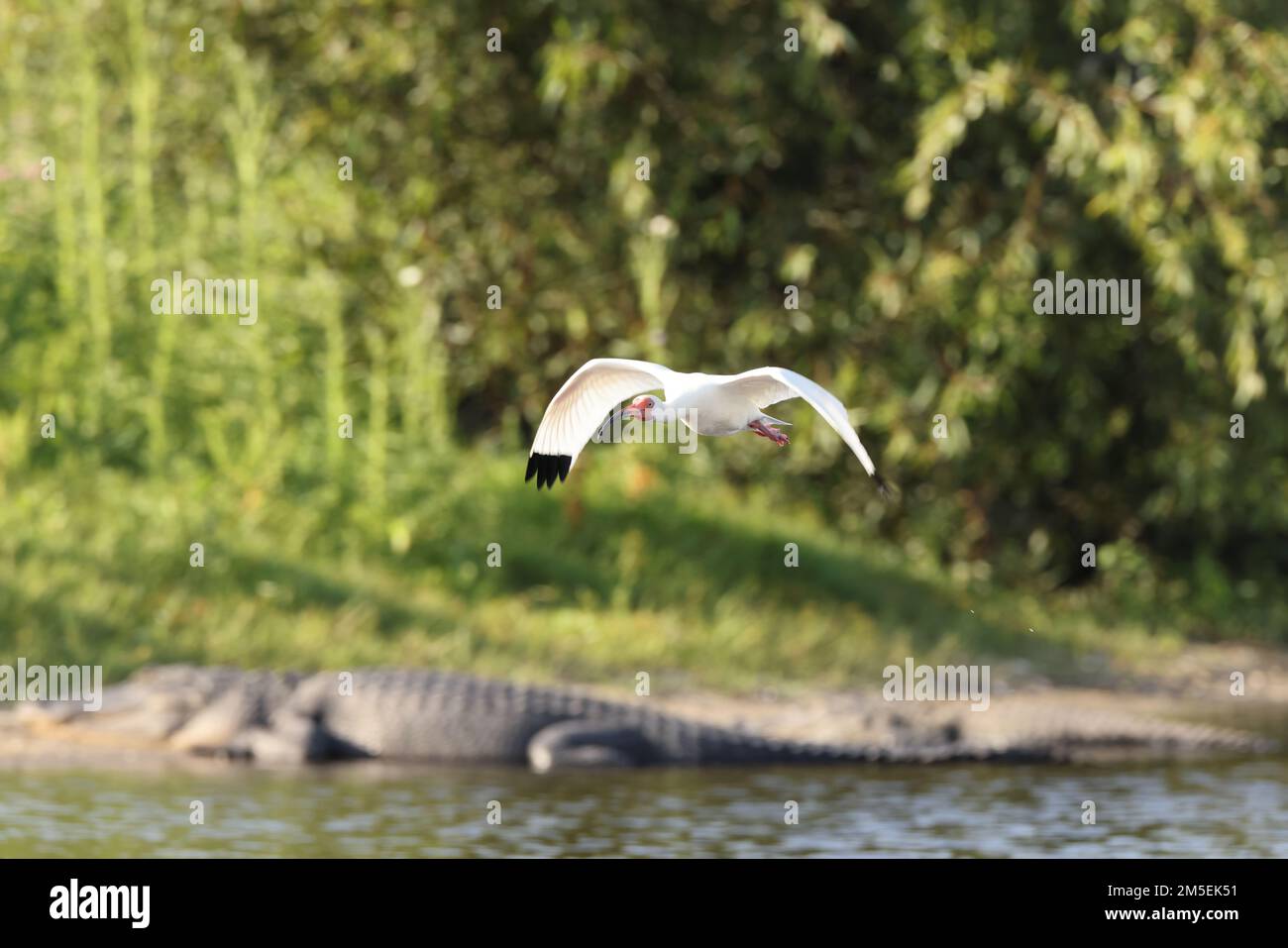 White Ibis Myakka River State Park Florida USA Stock Photo - Alamy
