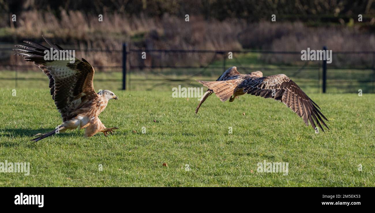 Swooping in hi-res stock photography and images - Alamy