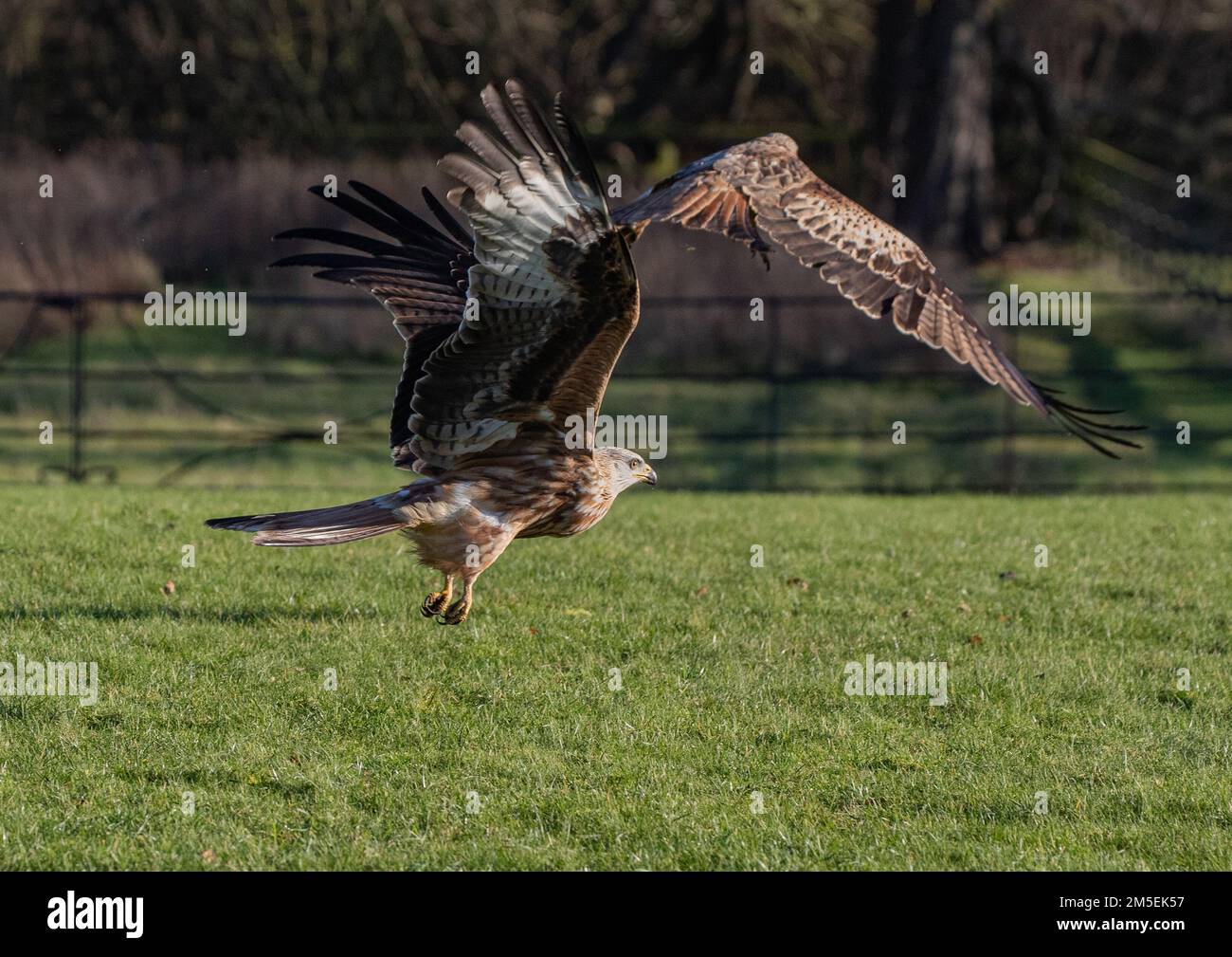 Swooping in hi-res stock photography and images - Alamy