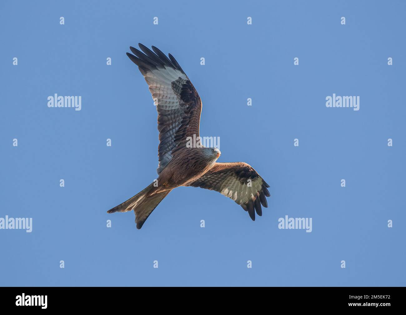Close up of a colourful Red Kite (Milvus milvus) in flight in a clear ...