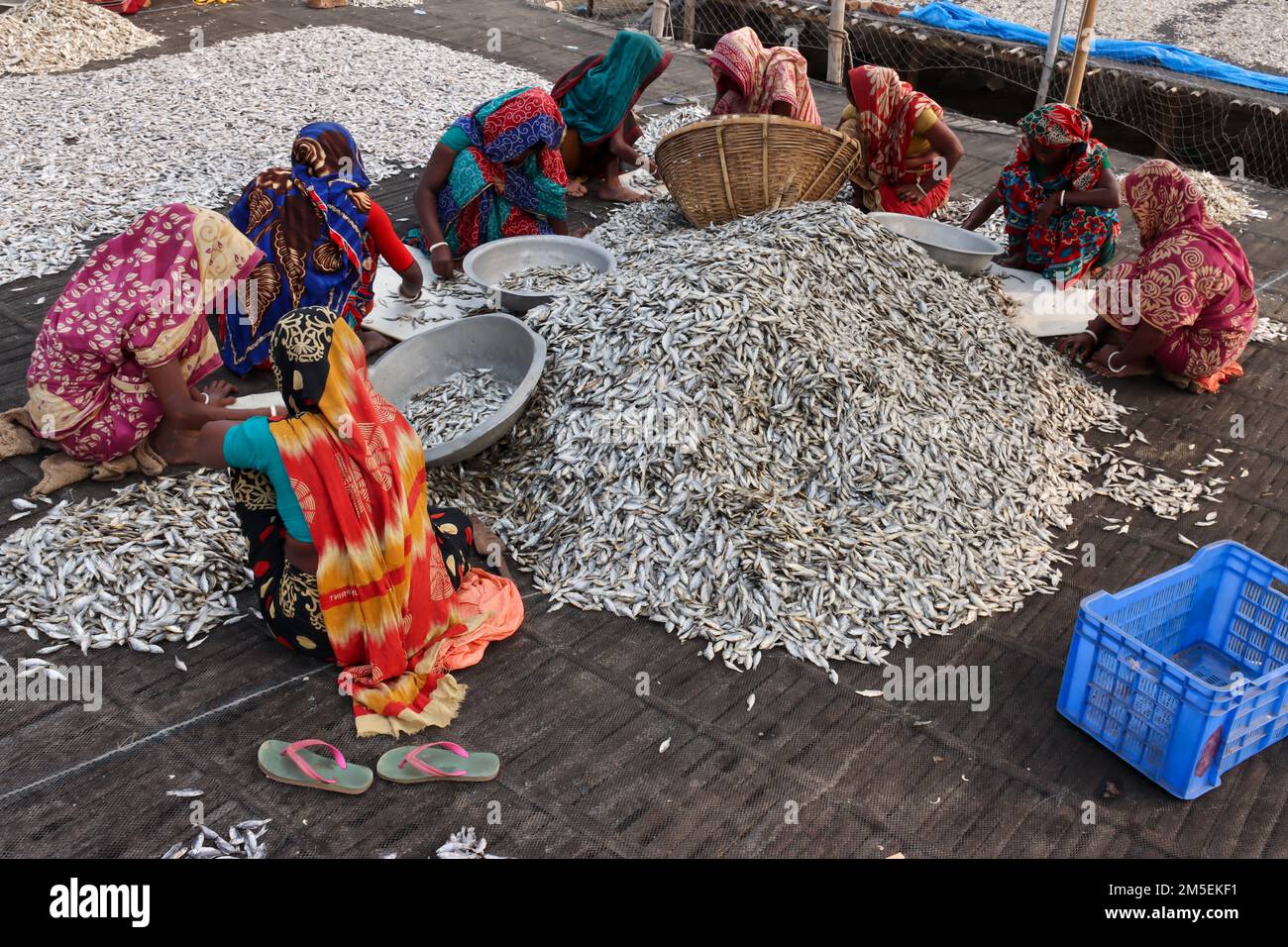 Bangladeshifish hi-res stock photography and images - Alamy