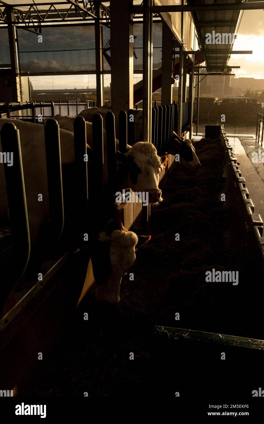 Dairy cows are seen inside in an experimental floating farm at port of ...