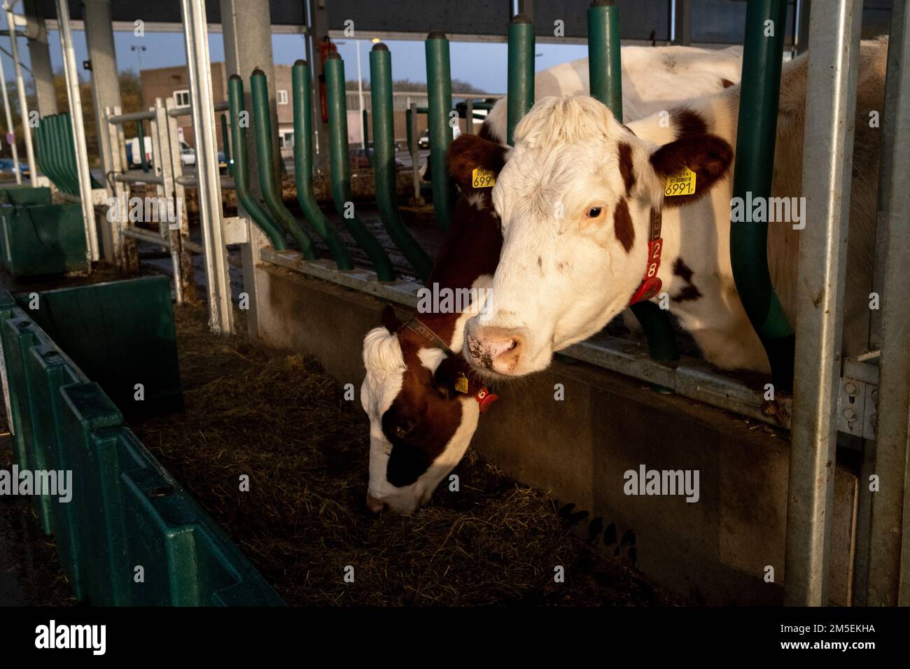 Dairy cows are seen inside in an experimental floating farm at port of ...