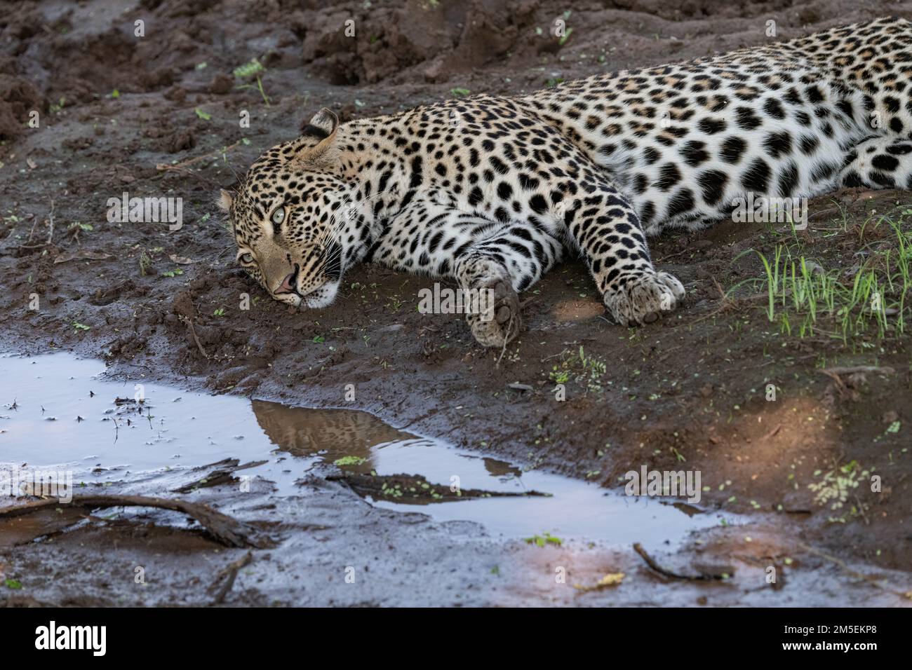 Outdoor sighting wildlife hi-res stock photography and images - Alamy