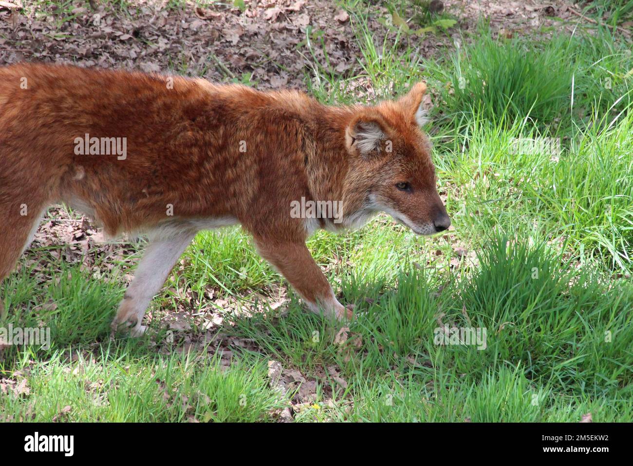 Dhole fox hi-res stock photography and images - Alamy