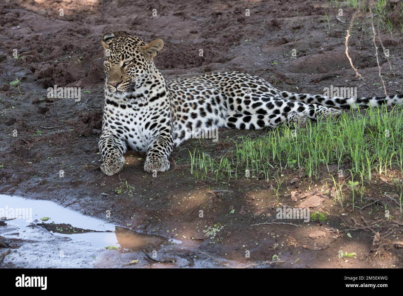 female leopard laying on a dried mud patch in a shady clearing in the ...