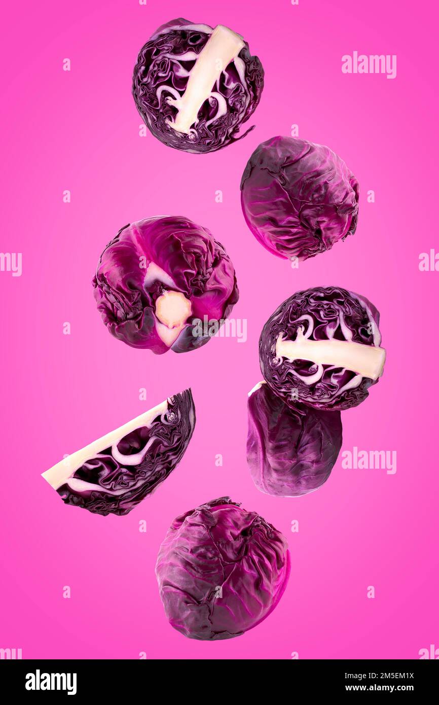 Red chicory in the air isolated on magenta Stock Photo - Alamy