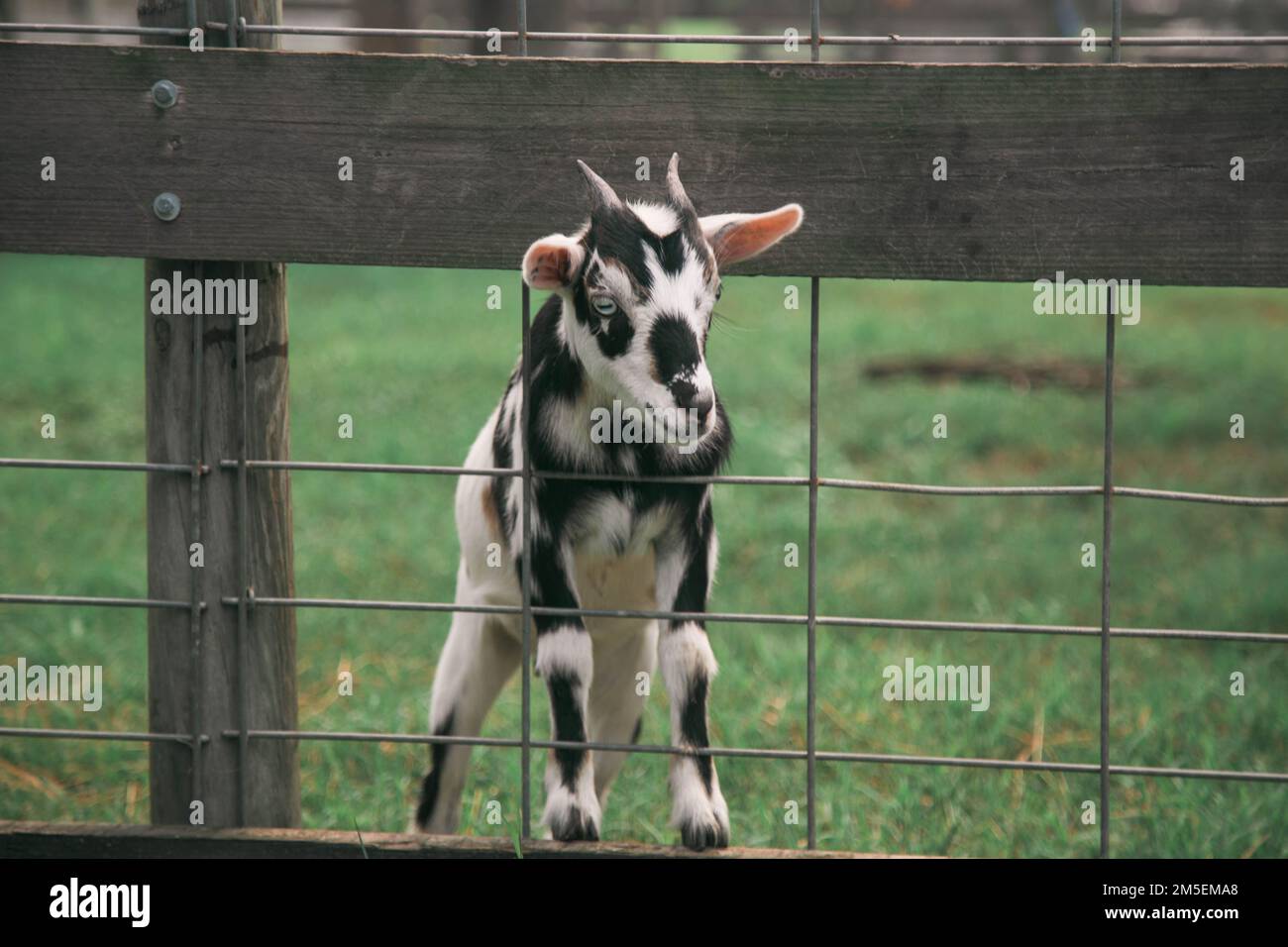 A baby goat with small horns behind a green chain link fence - close-up ...