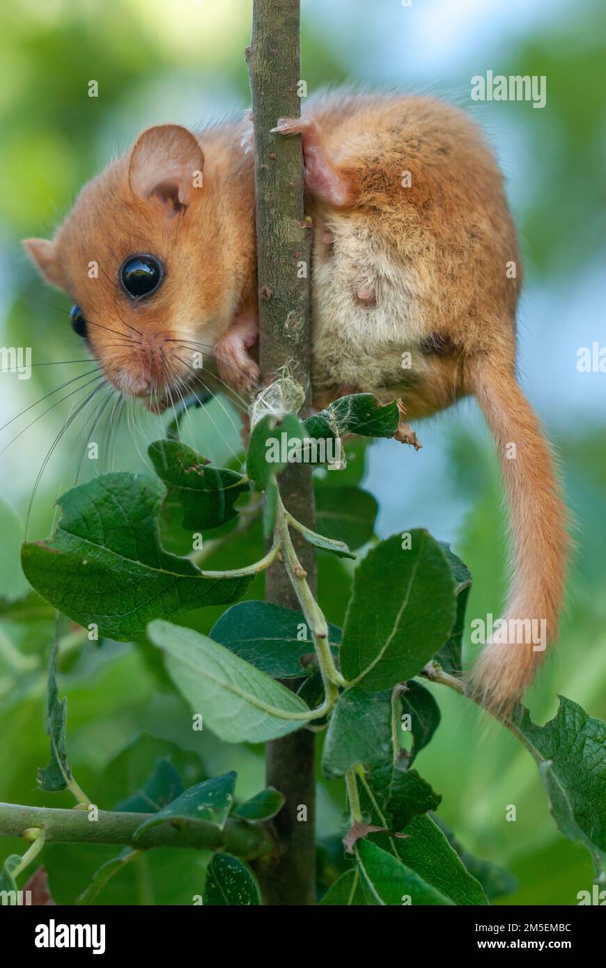 Female common dormouse ( Muscardinus avellanarius ) on a branch in ...