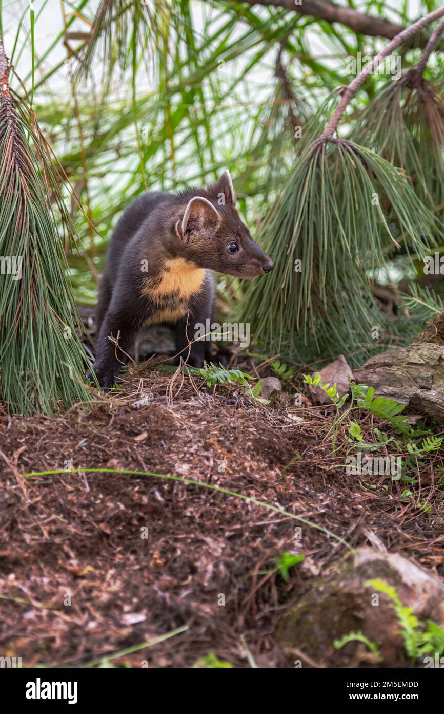 American pine marten hi-res stock photography and images - Alamy