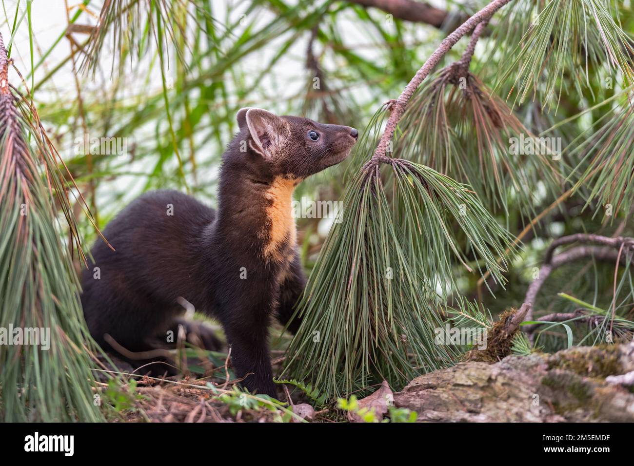 American pine marten hi-res stock photography and images - Alamy