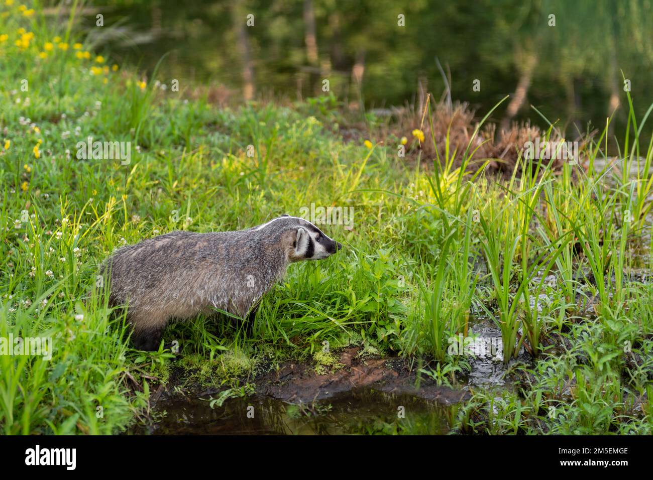 North American Badger (Taxidea taxus) Cub Stands at Edge of Small Pool ...