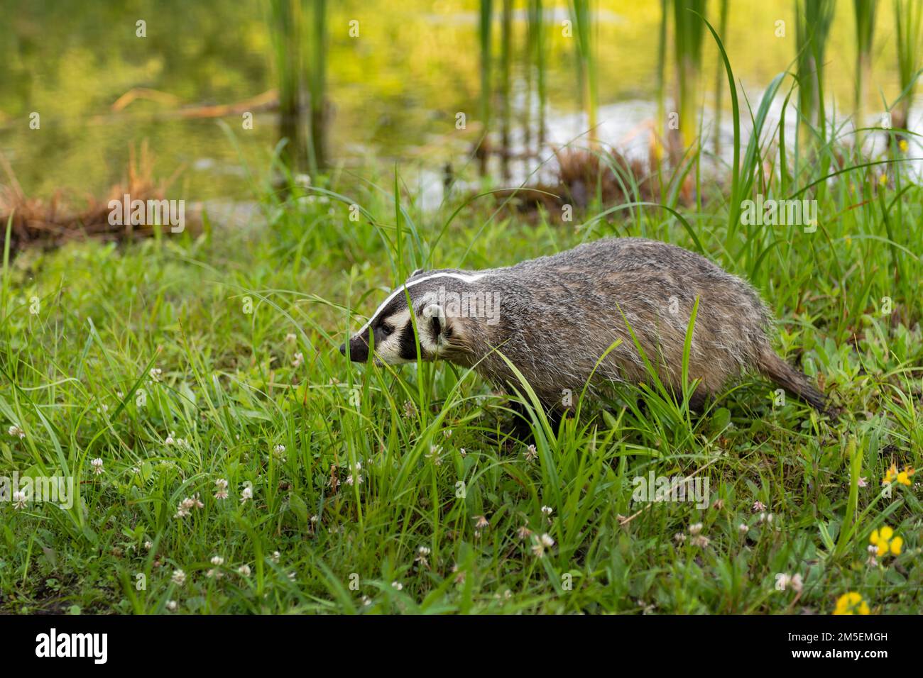 North American Badger (Taxidea taxus) Cub Walks Left in Front of Pond ...