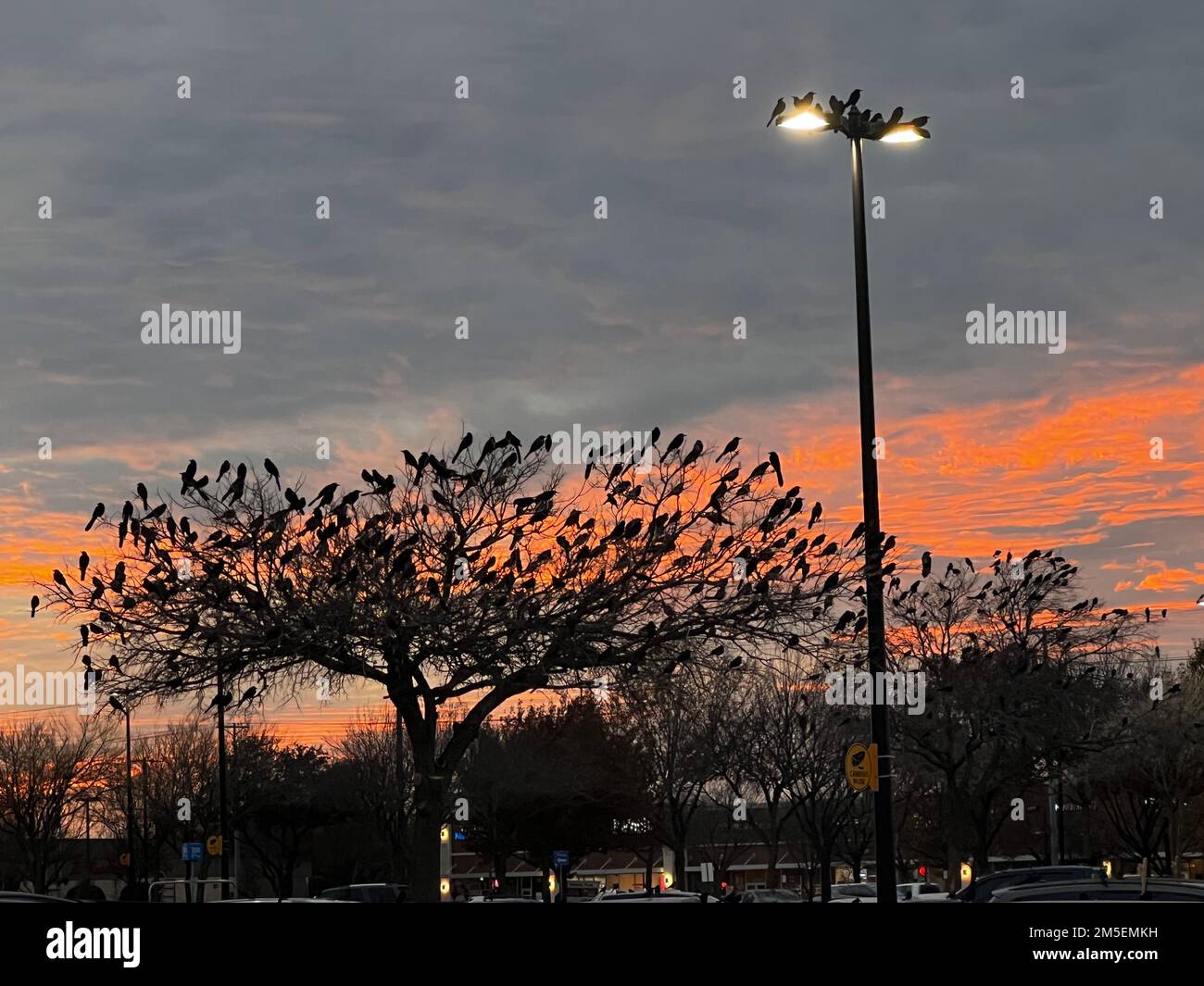 The birds gathered on the branches of a tree and on a light pole at ...