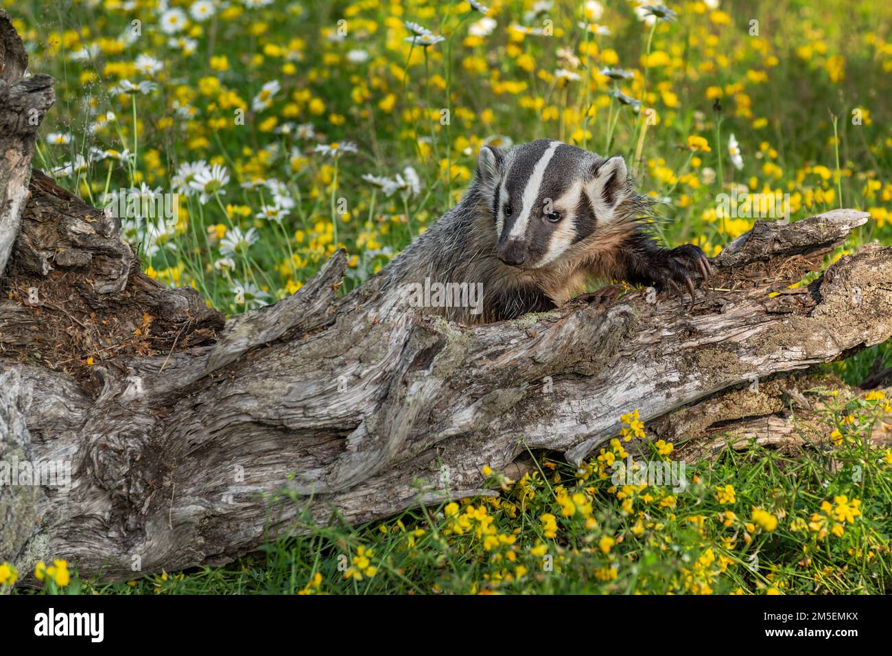 North American Badger (Taxidea taxus) Cub Leans Over Log in Field of ...