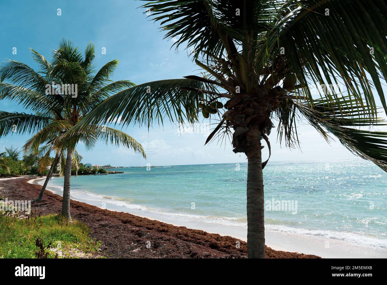 Sargassum seaweed accumulated on the shore of beach in Caribbean Island ...