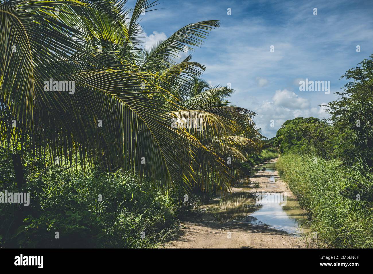 Dirt path with puddles after raining in tropical environment with ...