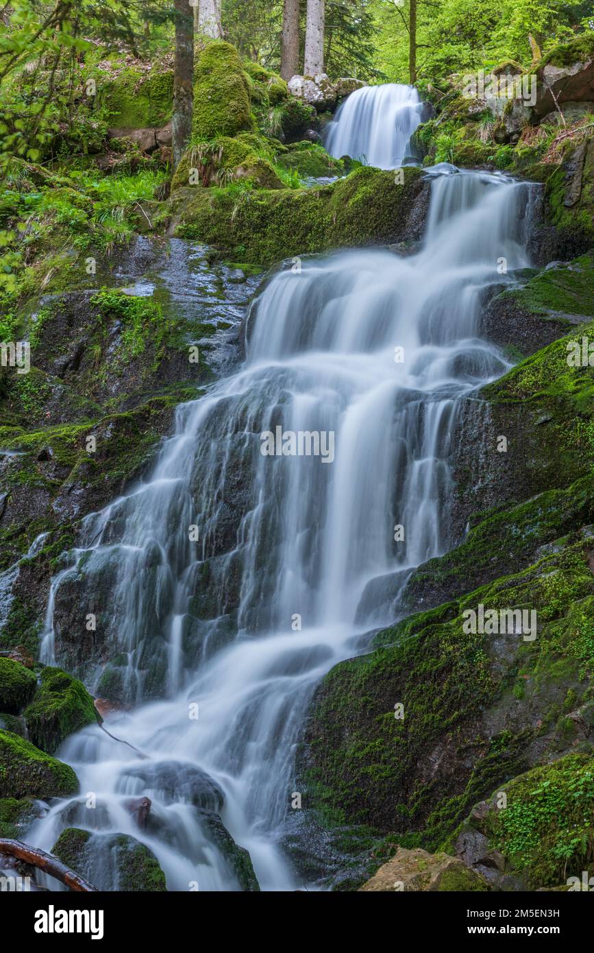 Fresh and beautiful waterfalls in a mountain torrent in spring. La ...