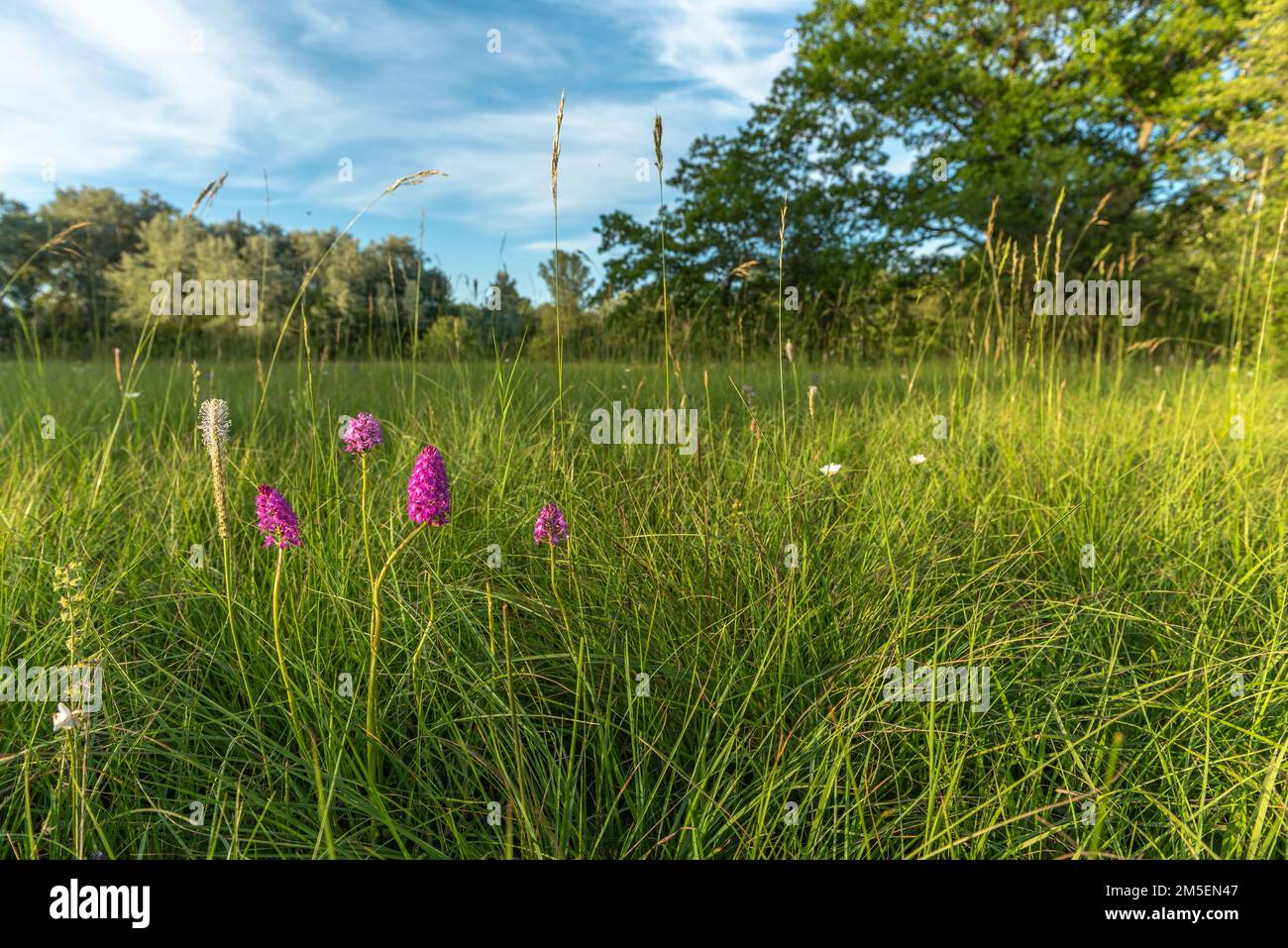 Orchids natural habitat hi-res stock photography and images - Alamy